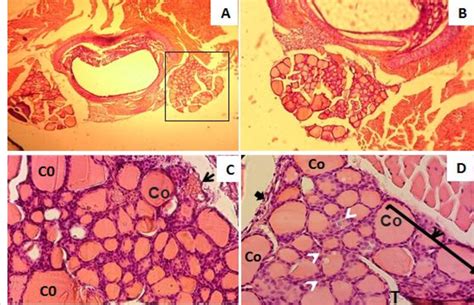 Shows Pictures Of Thyroid Sections Of Control Animals A Shows Two