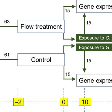 Schematic Summarizing Experimental Design Time Lower Boxes Is