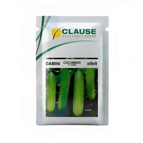 Hm Clause Damini F1 Hybrid Cucumber Seed At Rs 260 00 Chitra Cucumber Seeds कुकुम्बर सीड