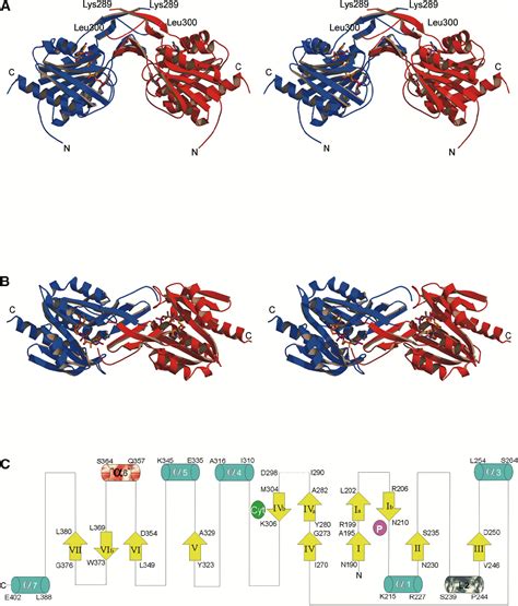 Structural Basis Of Ctp Dependent Peptide Bond Formation In Coenzyme A Biosynthesis Catalyzed By