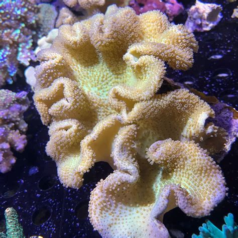 Fiji Yellow Toadstool Leather Barrier Reef Aquariums