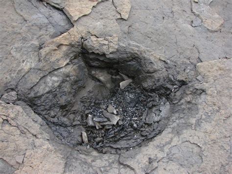 About Polystrate Fossils Ianjuby