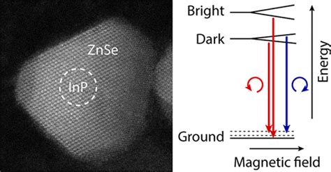 Exciton Fine Structure And Lattice Dynamics In Inpznse Coreshell Quantum Dotsacs Photonics