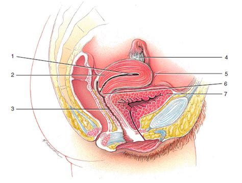 Female Reproductive Organs Diagram Quizlet