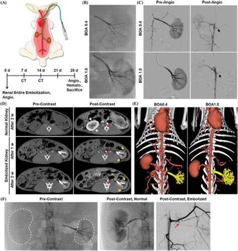 Iodinated Cyanoacrylate‐based Novel Liquid Embolic Compositions With
