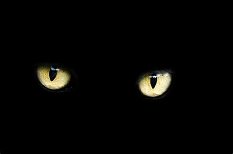 Spooky Cat Eyes
