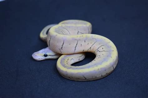 Lemon Blast Ball Python Morph Guide And Breeding Tips Ball Python Breeder Uk
