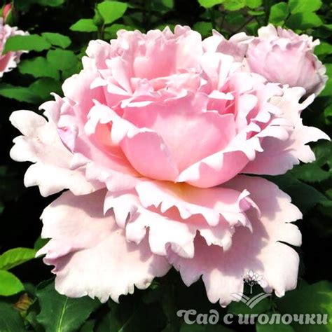 Роза Софи Роша: купить, заказать