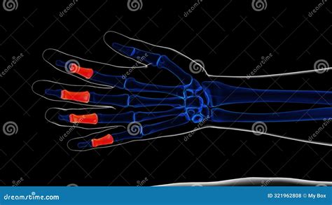 Human Skeleton Intermediate Phalanges Anatomy 3d Rendering Stock Illustration Illustration Of