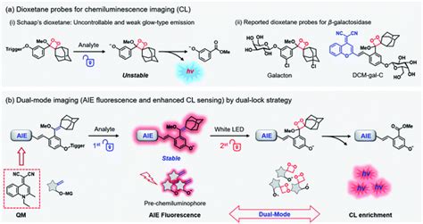 Enzyme Activatable Fluorescent Probes For β Galactosidase From Design To Biological