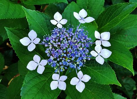 Hydrangeas Hydrangeas Hydrangeas All Youll Need To Knowfor The