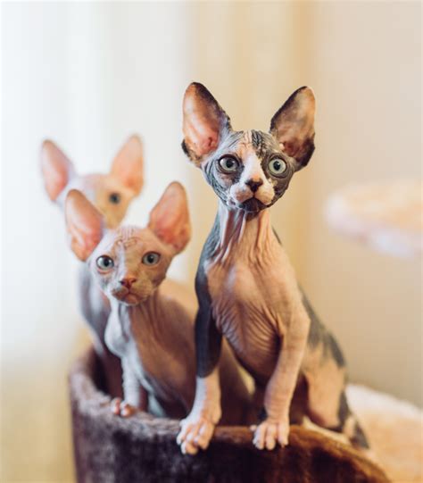 Sphynx Cat Breed Information And Characteristics