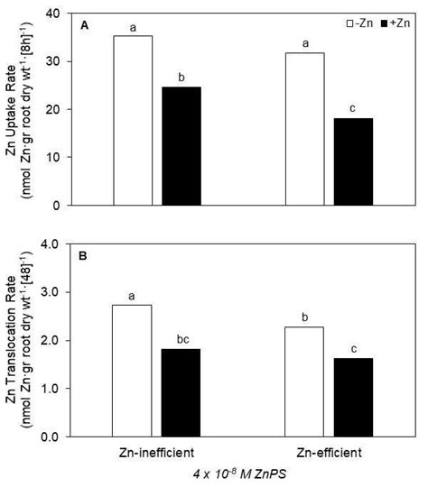 Zinc Uptake A And Root To Shoot Translocation B Rates Of Barley Download Scientific Diagram