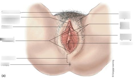 Love And Sex Test ONE Female G Diagram Quizlet Love And Sex Test ONE Female G Diagram Quizlet