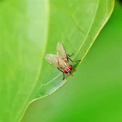 Close Up Of Insect On Leaf Premium Photo