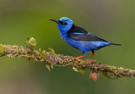 Male Red Legged Honeycreeper Cyanerpes Cyaneus Costa Rica [1920x1349