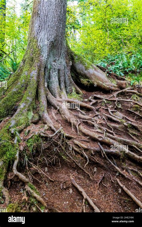 Exposed Roots Of Large Old Western Hemlock Tree Silver Falls State
