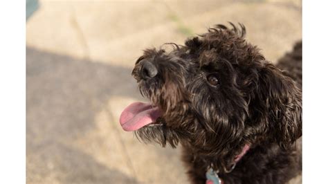 Schnauzer Poodle Mix 101 Dog Product Picker