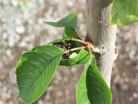 Tree Ant Nest 1 By Novaalexandria On Deviantart