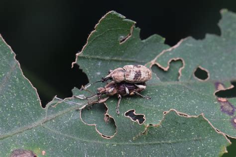 Phytoscaphus Triangularis From 中国浙江省杭州市西湖区 On September 9 2022 At 11