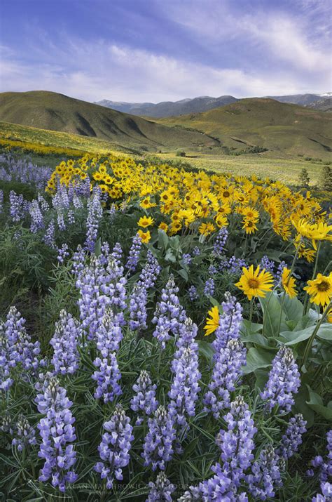 Methow Valley Wildflowers Alan Majchrowicz Photography