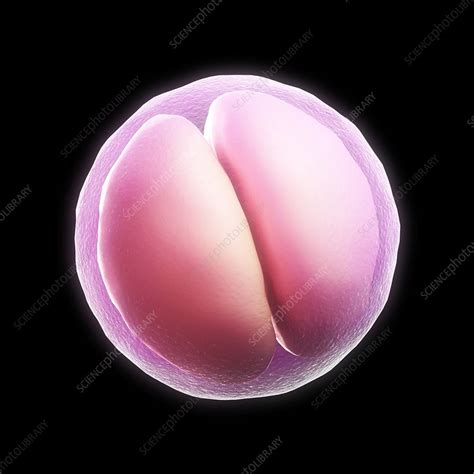 Two Cell Embryo Artwork Stock Image F0062166 Science Photo Library