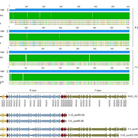 Identification Of The Pyocin Subgroup A Homology Comparison Of The