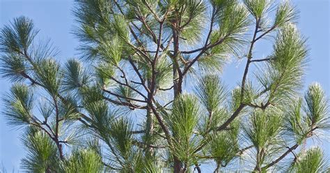 Longleaf Pine Tree Sunday Lawn Care