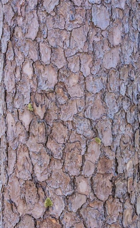 Maple Bark Seamless Texture Stock Image Image Of Grunge Forestry 29780023
