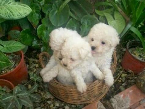 Fotos De Perros French Poodle Mini Toy Imagui