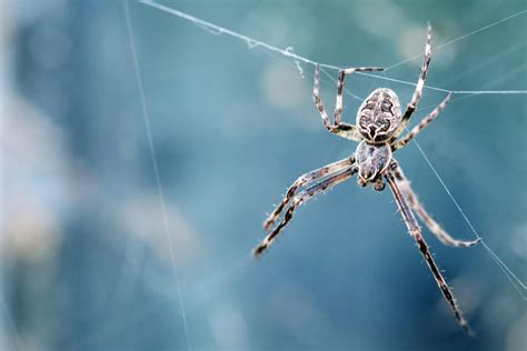 5 Signs Of A Spider Bite Ironhorse Vetcare