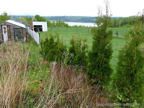 Planting A Cedar Hedge Steps To Planting Cedar Trees