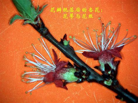 科学网—百花微距美13：杏花显微结构 薛泉宏的博文