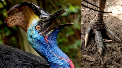 Southern Cassowary The Giant Prehistoric Bird With Dinosaur Feet