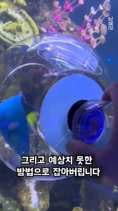 신박하게 물고기를 잡는 방법 Youtube