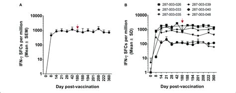 Elispot Measurement Of Denv Specific Ifn γ Cd8 T Cells In The