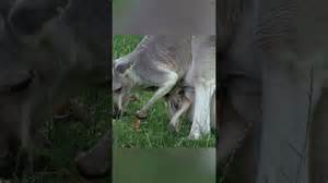 Kangaroo Joey Hops Happily During Cereal Snack Time