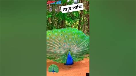 ময়ূর পাখি। ময়ূর পাখির পালক। Mayur Pakhi Mayur Pakhi Re Khamar