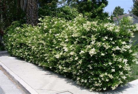 Wax Leaf Privet Ligustrum Japonicum Texanum Left To Grow Naturally