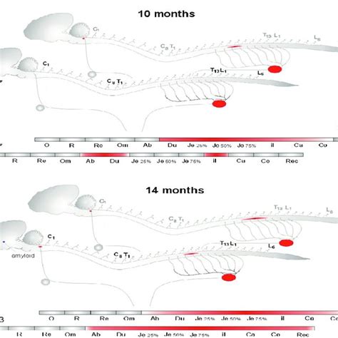 Schematic Representation Of Prp Sc Accumulation In Red In The Ens And Download Scientific