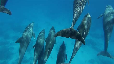 Dolphins In Their Natural Habitat Youtube