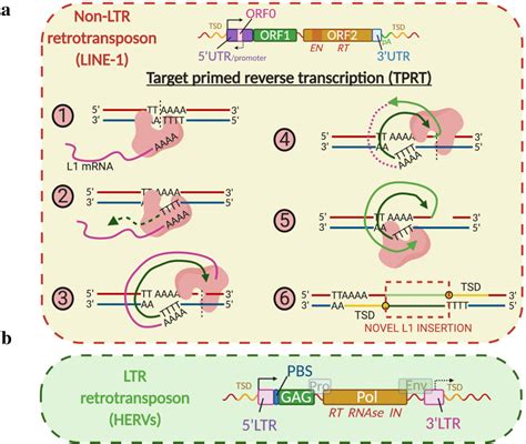 Figure 1 From The Role Of Retrotransposable Elements In Aging And Age Associated Diseases