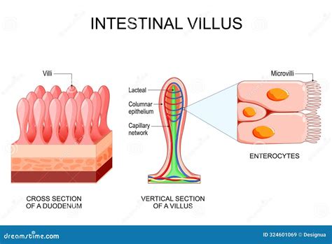 Intestinal Villus Different Between Villi And Microvilli Stock Vector
