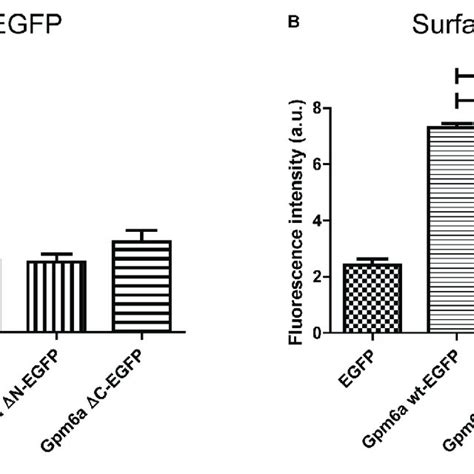 Deletion Of The C Terminal But Not The N Terminal Intracellular