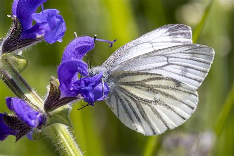 Grünader Weißling Pieris Napi An Weisensalbei Grünader W Flickr