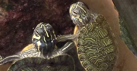 Looks Like Shellie And Shelldon Are Getting Along Just Swimmingly Album On Imgur