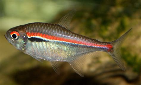 27 Jenis Ikan Tetra Populer Edubio