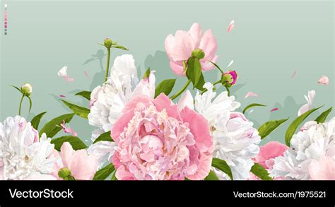 Peony Background Royalty Free Vector Image Vectorstock