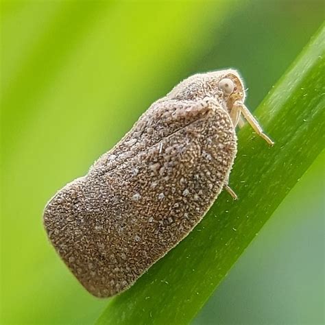 Flatid Planthopper Artofit