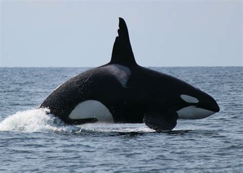 What An Awesome Fellow He Is Called Chainsaw Amazing Orca Art